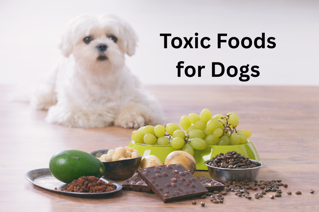 The Toxic Foods Your Dog Thinks Are Snacks (But Definitely Aren’t ...