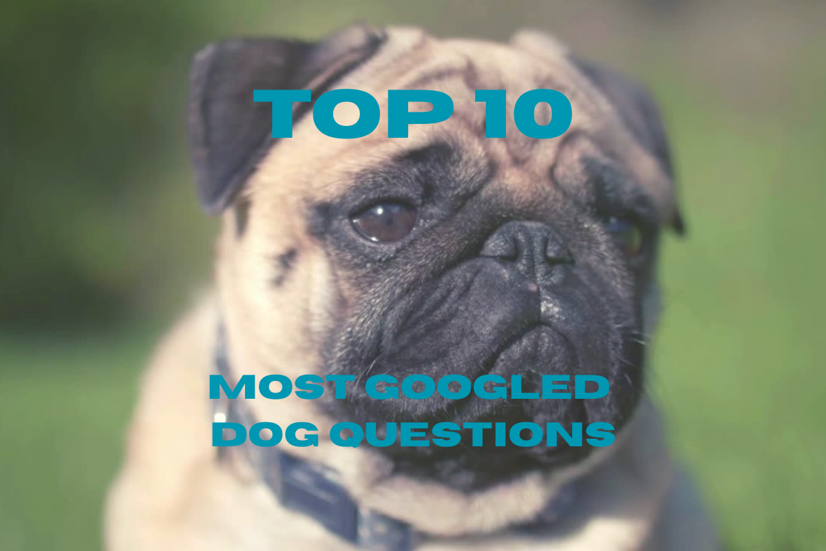 The Top 10 Most Googled Dog Questions – Swanky Mutt Boutique