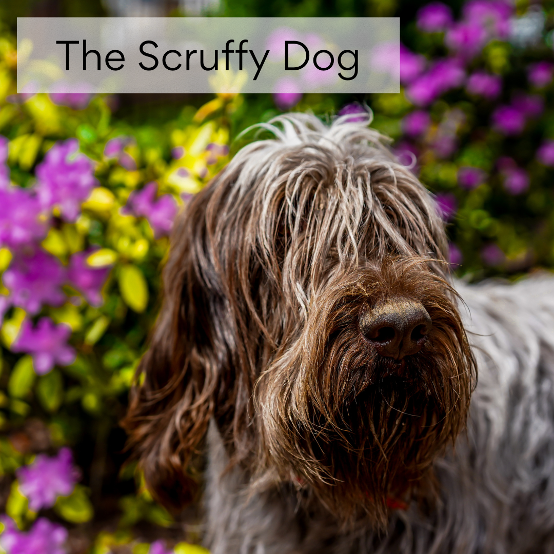 The Scruffy Dog – Swanky Mutt Boutique